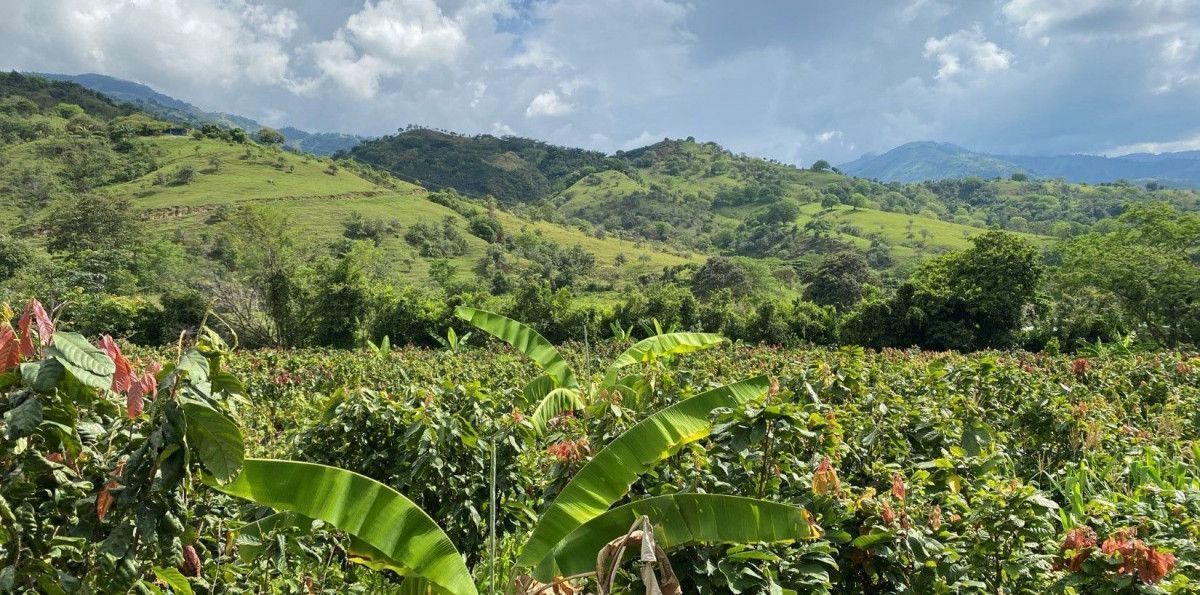 Organic cocoa, from Colombia to the world - News - Site